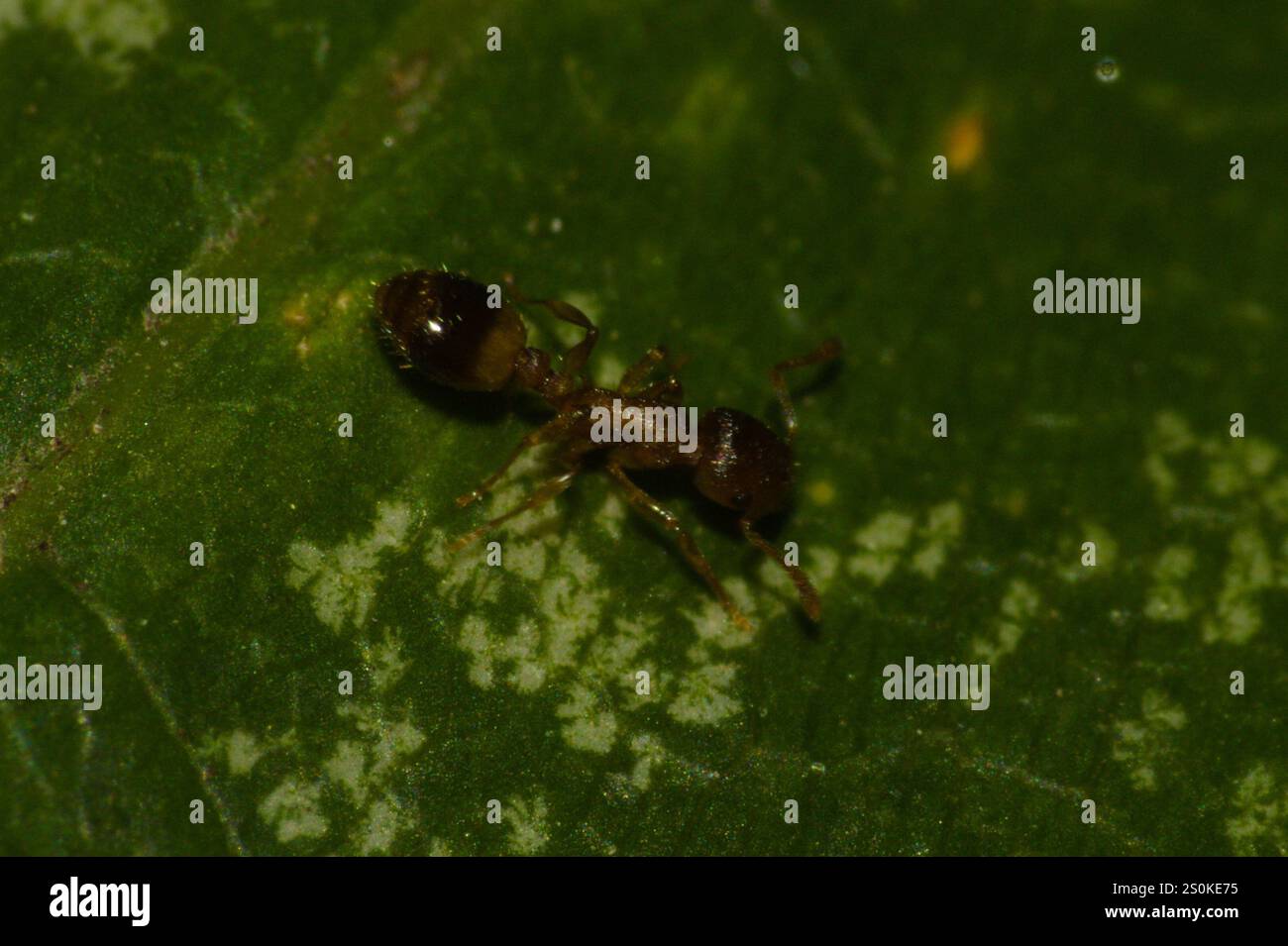Acorn Ants and Allies (Temnothorax Stock Photo - Alamy
