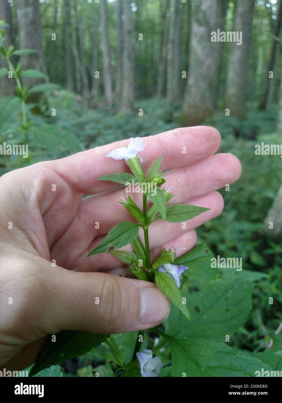 sharpwing monkeyflower (Mimulus alatus Stock Photo - Alamy