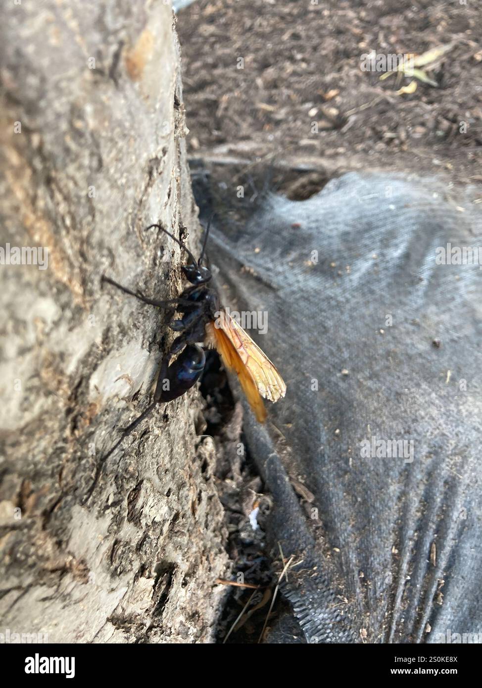 New World Tarantula-hawk Wasps (Pepsis Stock Photo - Alamy
