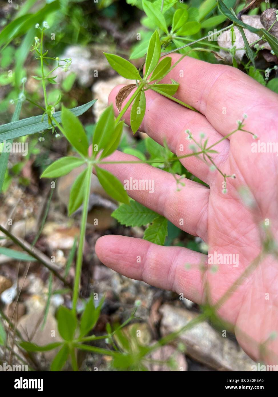 fragrant bedstraw (Galium triflorum Stock Photo - Alamy