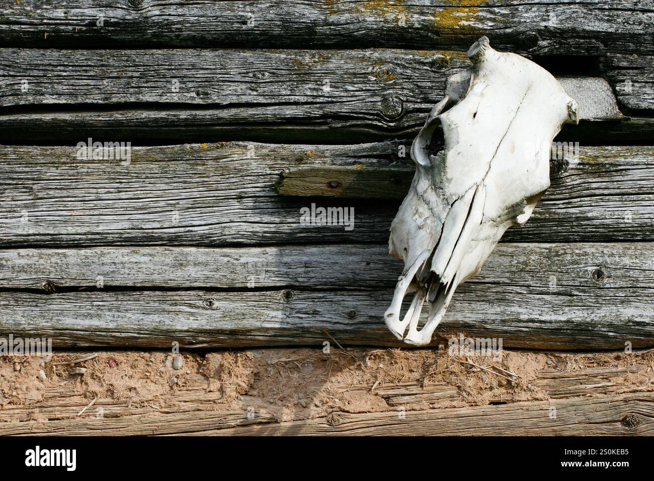 Animal skull mounted on a textured wooden wall, representing rustic and ...