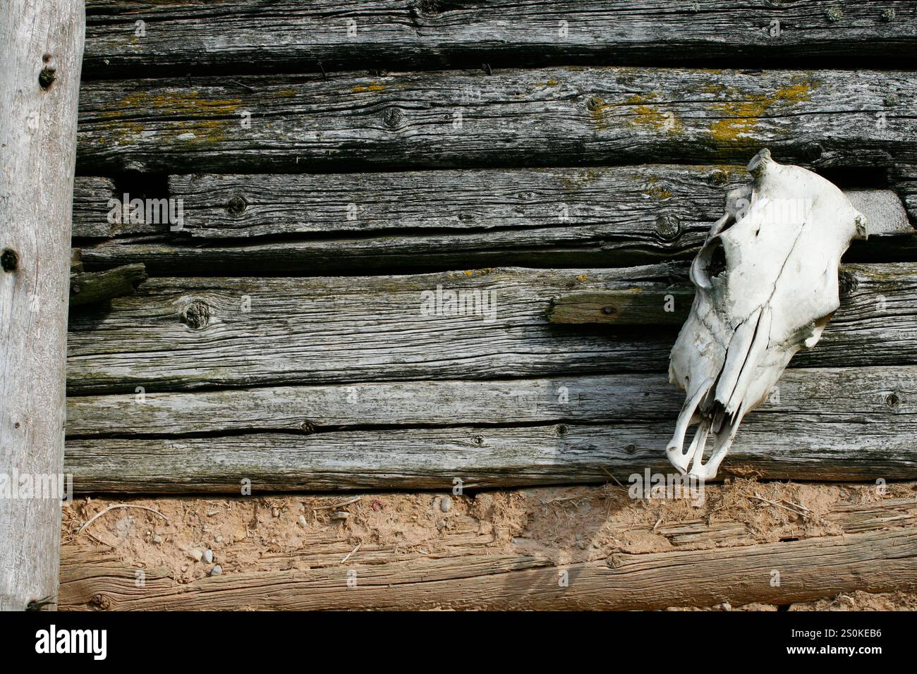 Mounted animal symbolism hi-res stock photography and images - Alamy