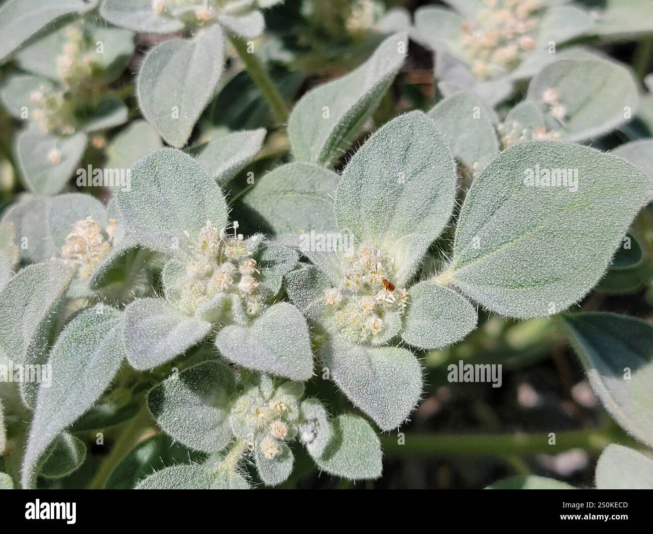 turkey mullein (Croton setiger Stock Photo - Alamy