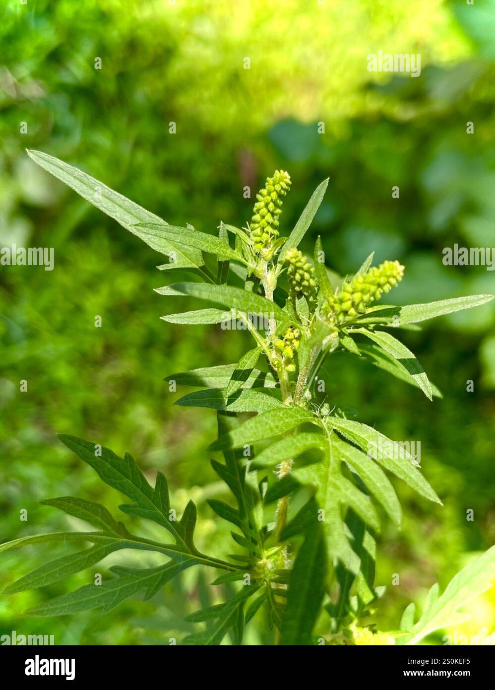common ragweed (Ambrosia artemisiifolia Stock Photo - Alamy