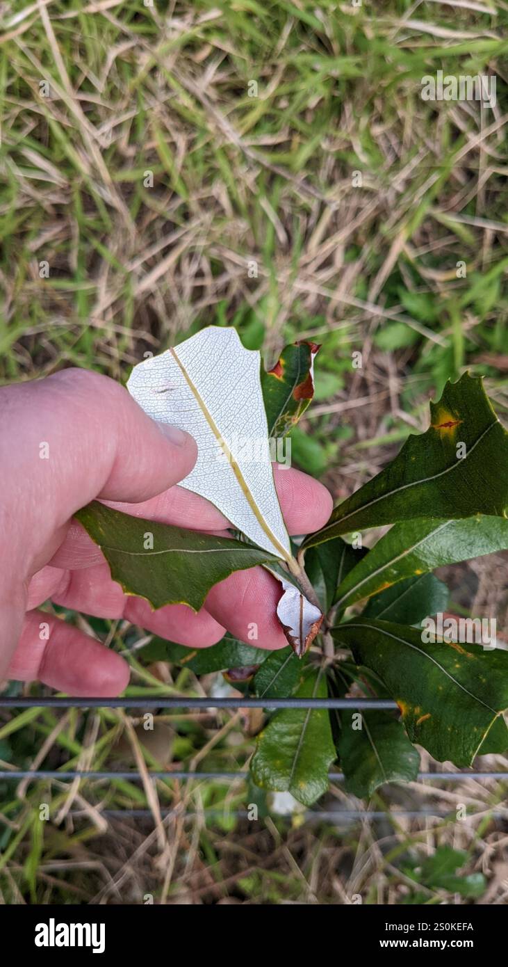 Rusty Banksia (Banksia oblongifolia Stock Photo - Alamy