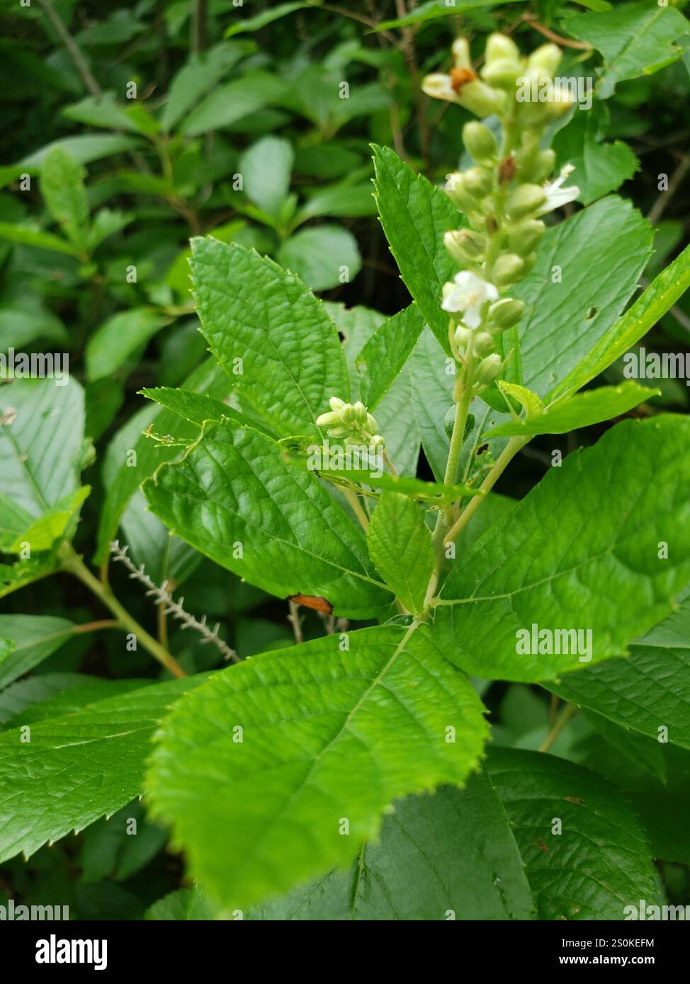 Sweet Pepperbush (Clethra alnifolia Stock Photo - Alamy