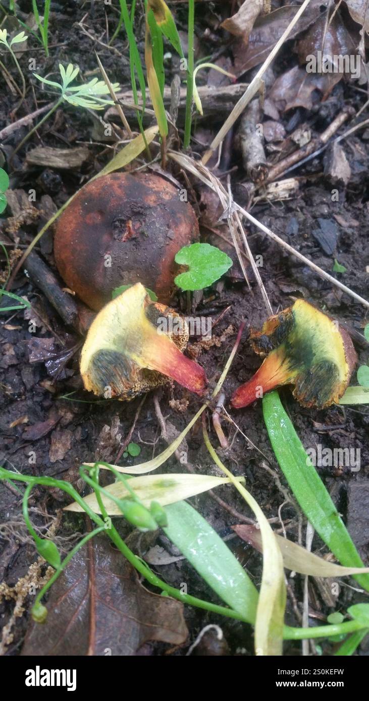Boletellus hi-res stock photography and images - Alamy