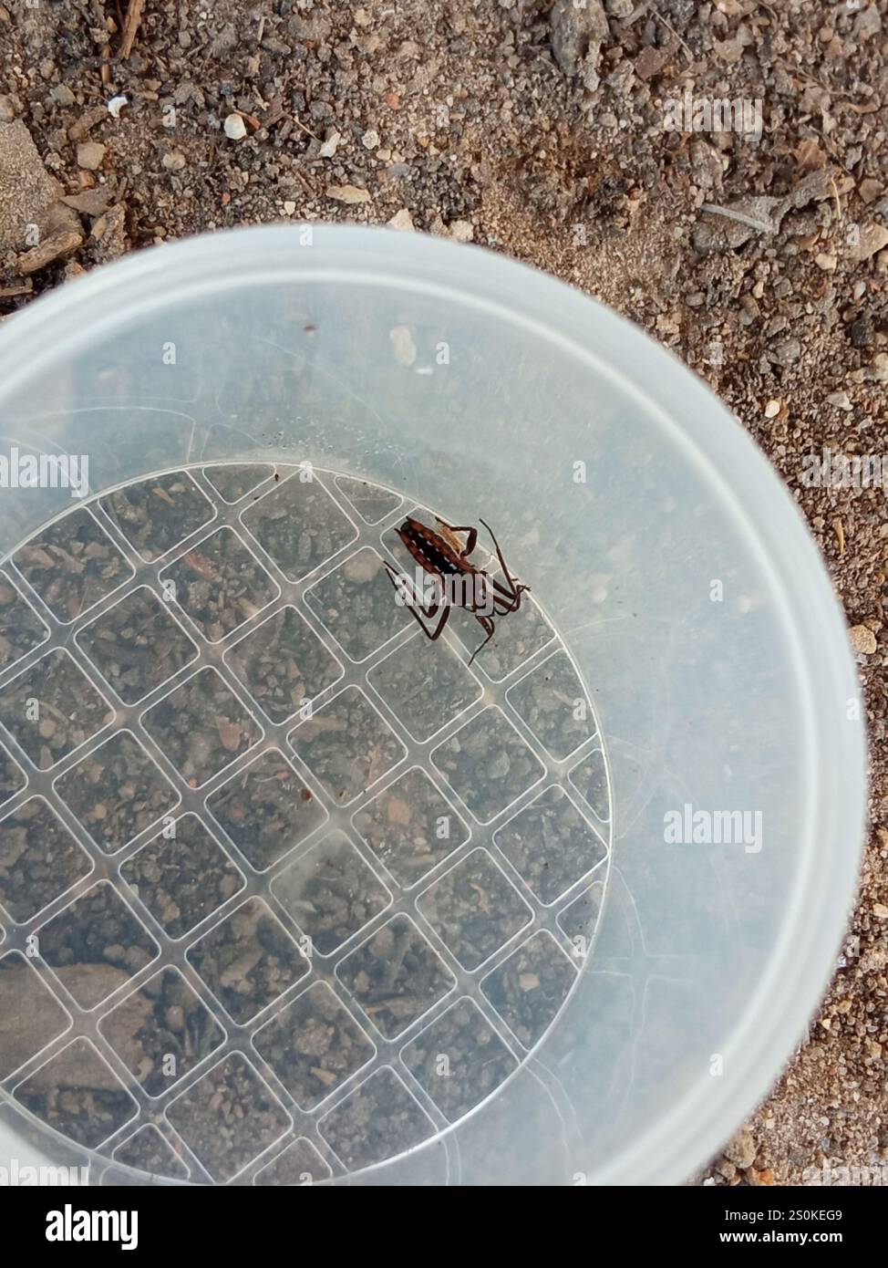 Water Crickets (Velia Stock Photo - Alamy