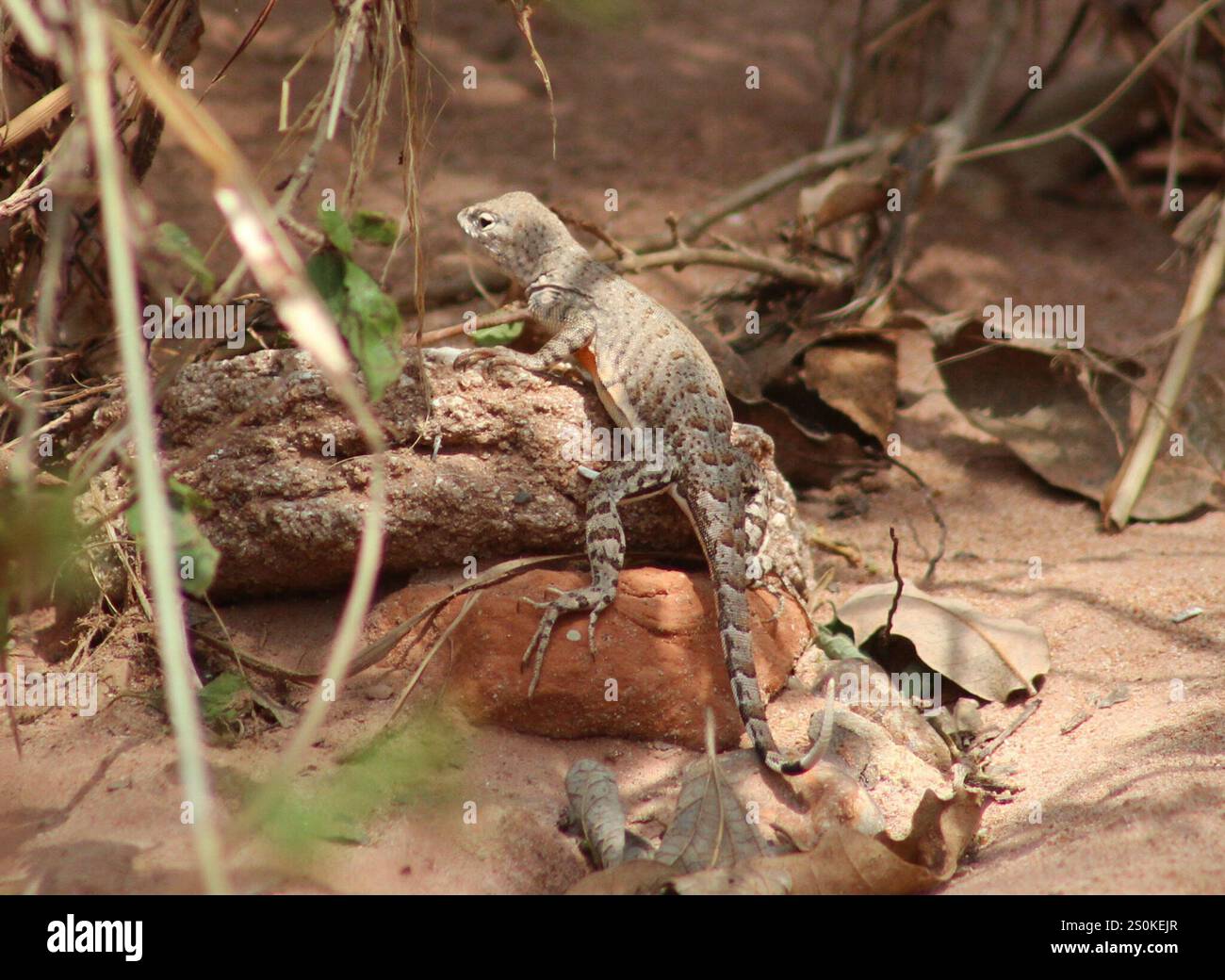 Greater Earless Lizard (Cophosaurus texanus Stock Photo - Alamy