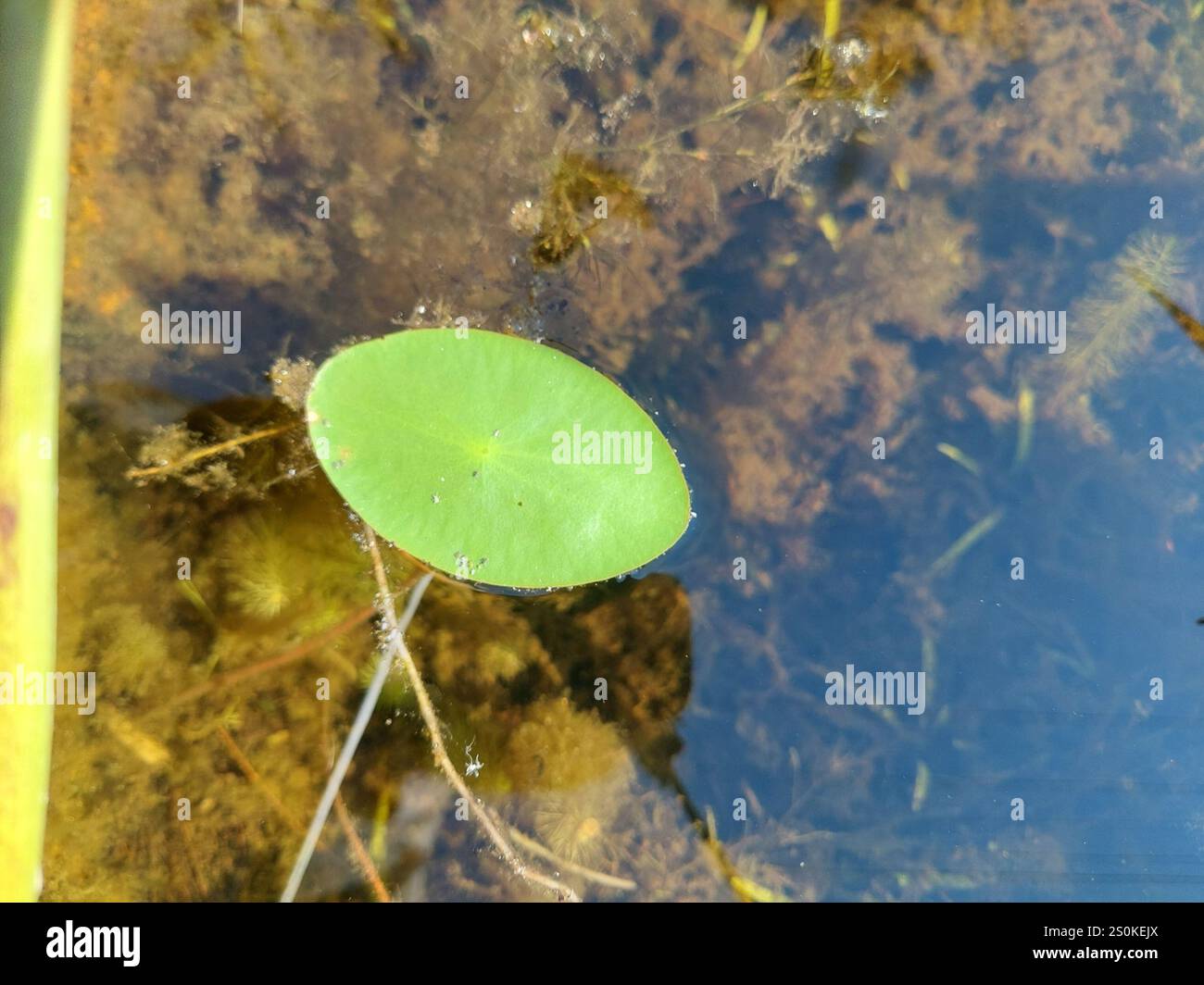 Watershield (Brasenia schreberi Stock Photo - Alamy