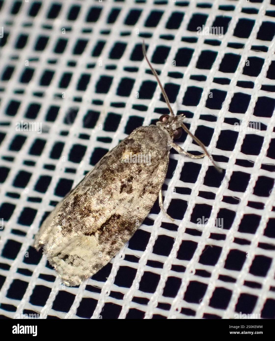 Willow Marble (Apotomis lineana Stock Photo - Alamy