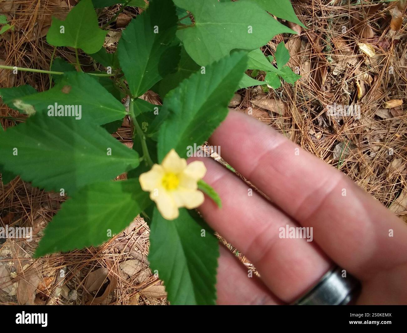Cuban jute (Sida rhombifolia Stock Photo - Alamy