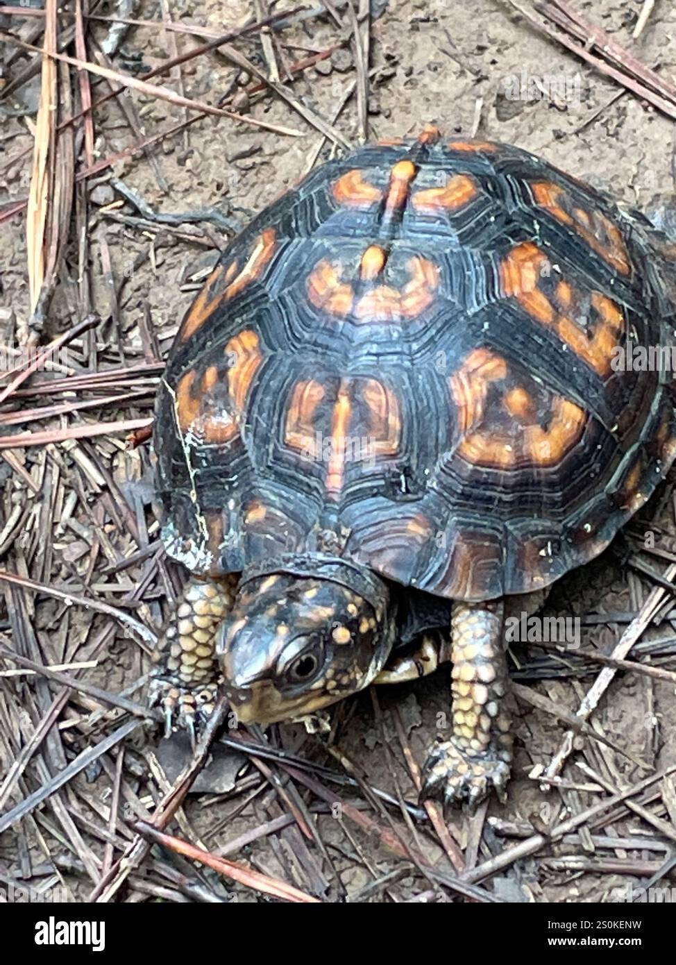 Eastern Box Turtle (Terrapene carolina carolina Stock Photo - Alamy