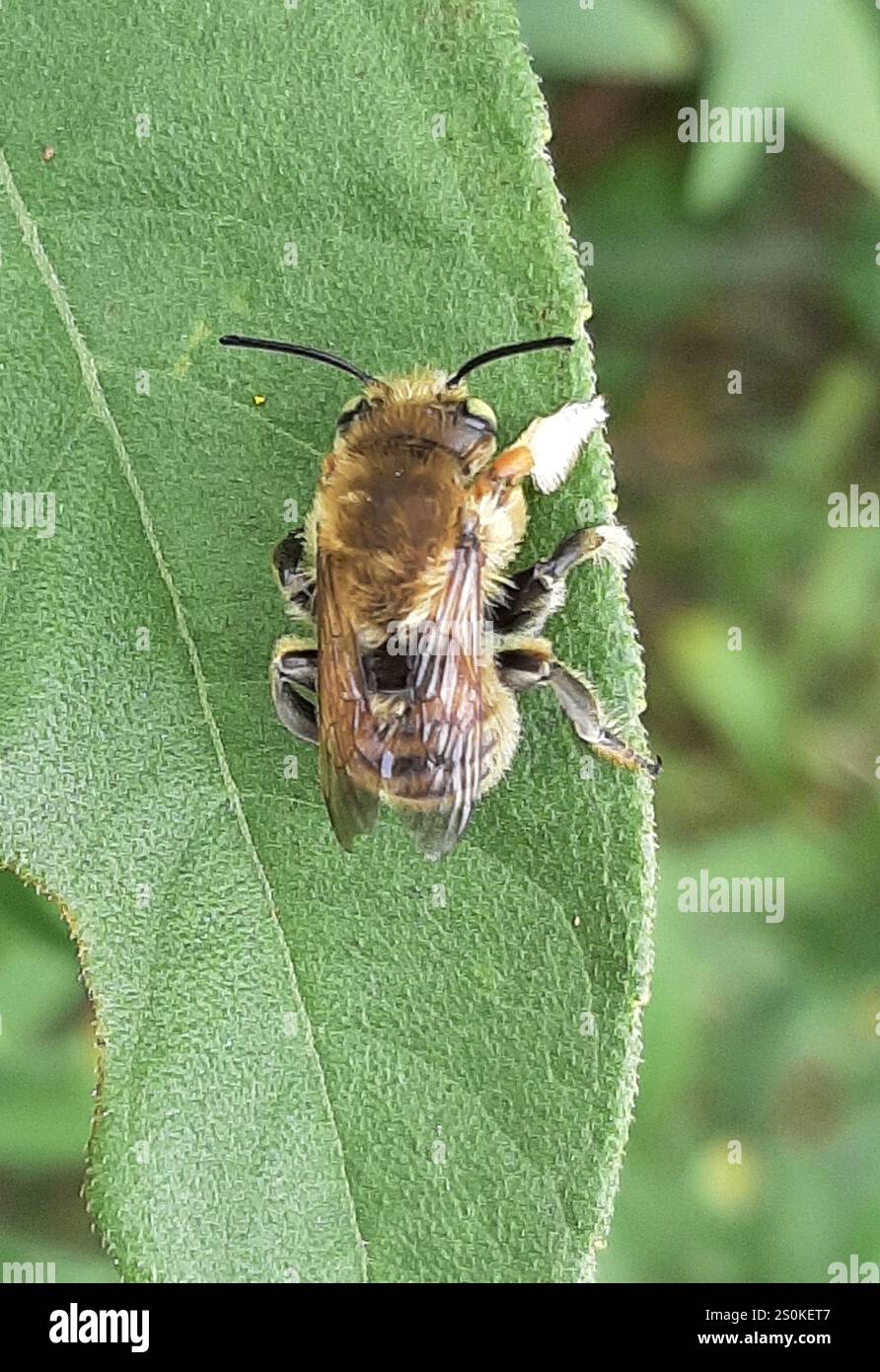 broad-handed leafcutter bee (Megachile latimanus Stock Photo - Alamy