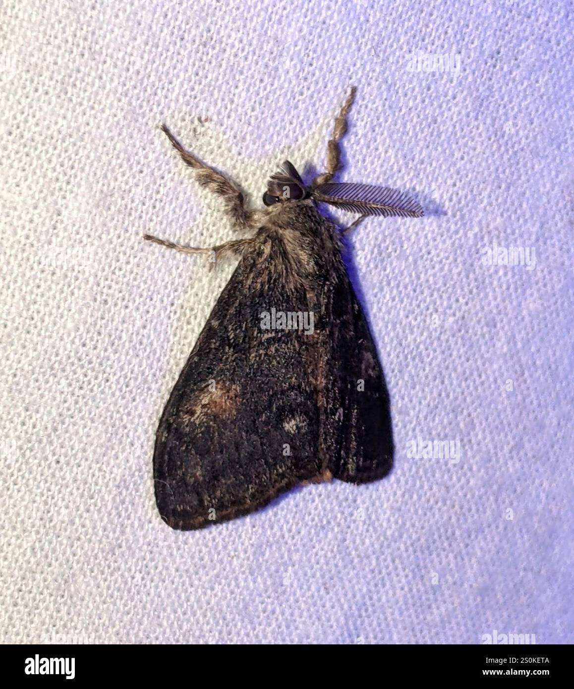 Douglas-fir tussock moth (Orgyia pseudotsugata Stock Photo - Alamy