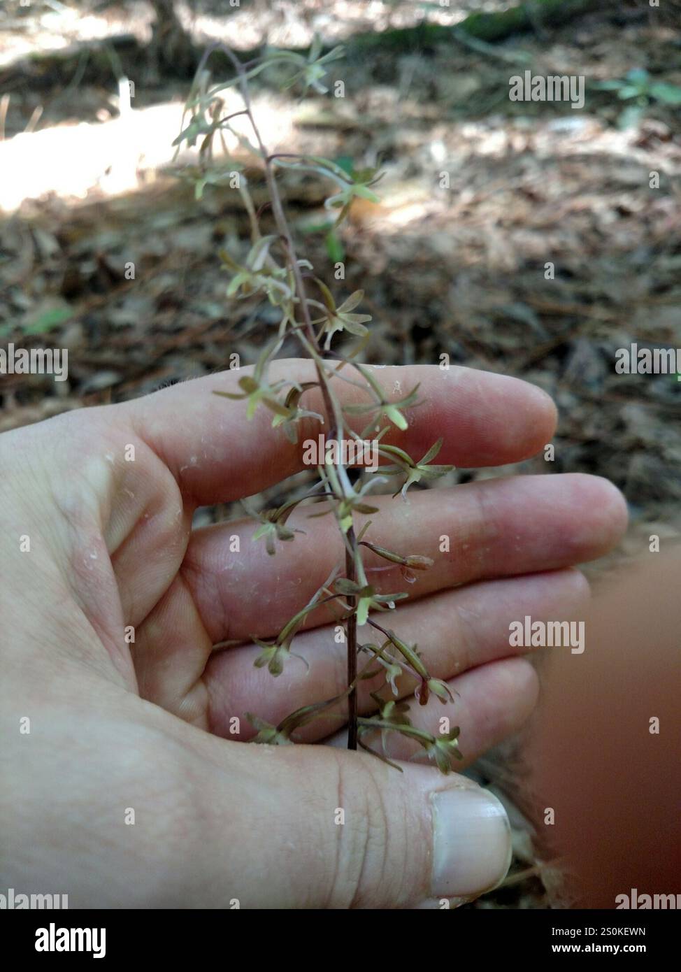 crane-fly orchid (Tipularia discolor Stock Photo - Alamy