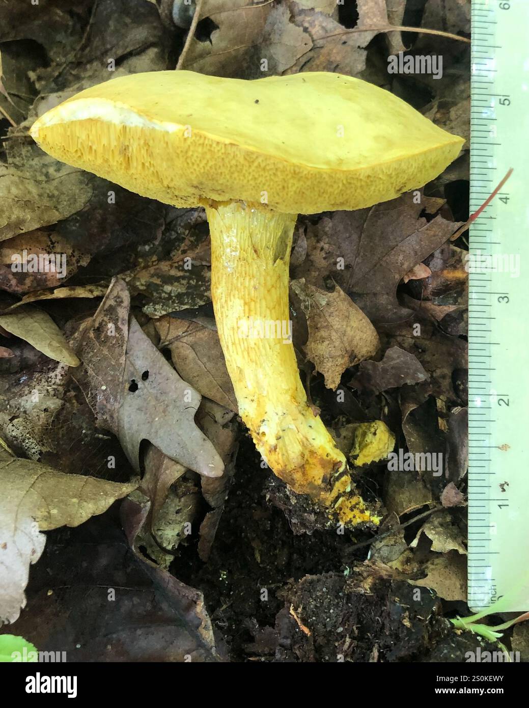 Ornate-stalked bolete (Retiboletus ornatipes Stock Photo - Alamy