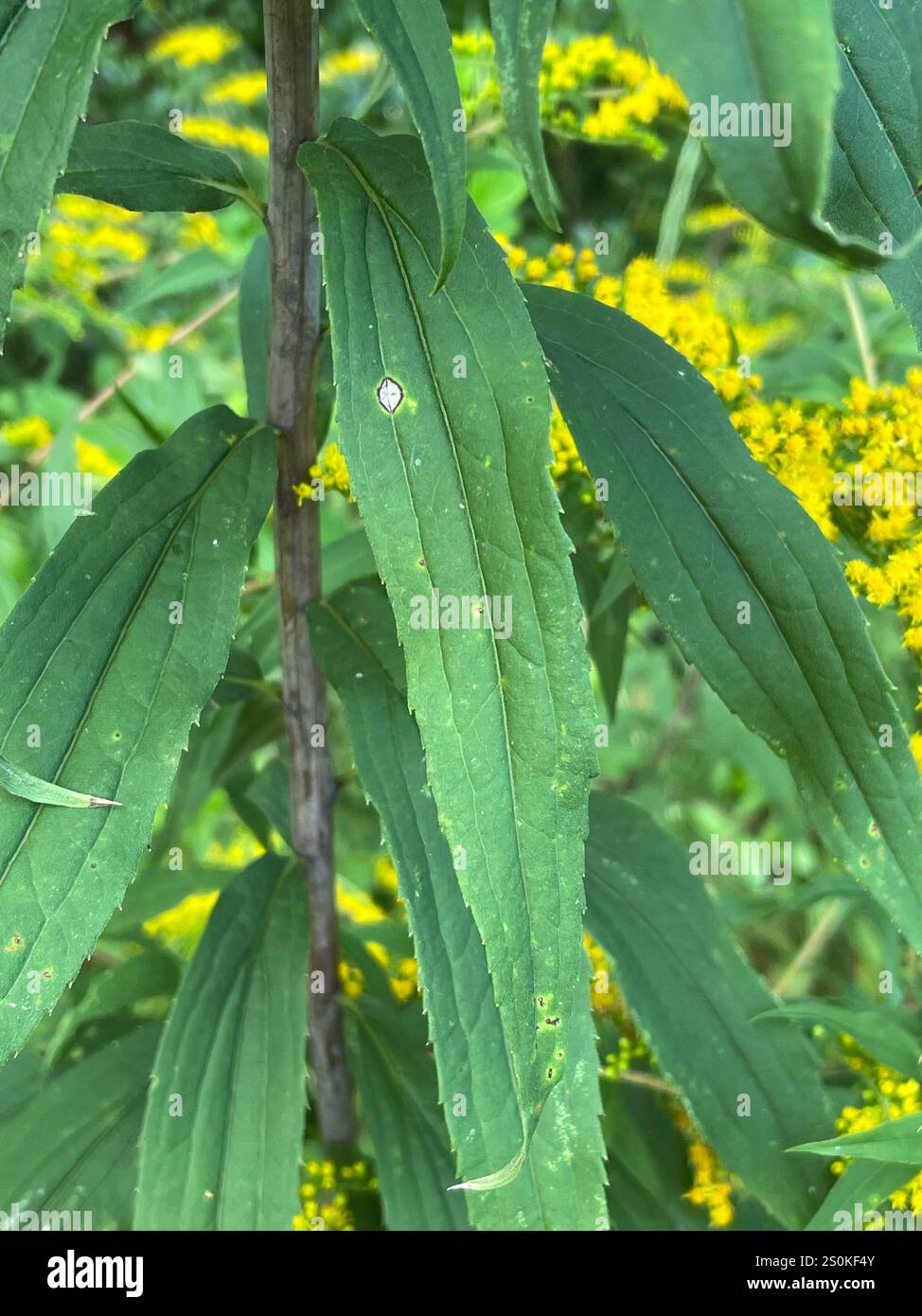 giant goldenrod (Solidago gigantea Stock Photo - Alamy