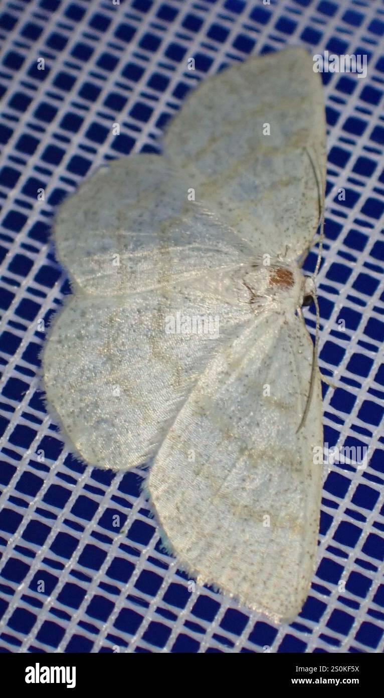 Northern Wave Moth (Cabera exanthemata Stock Photo - Alamy