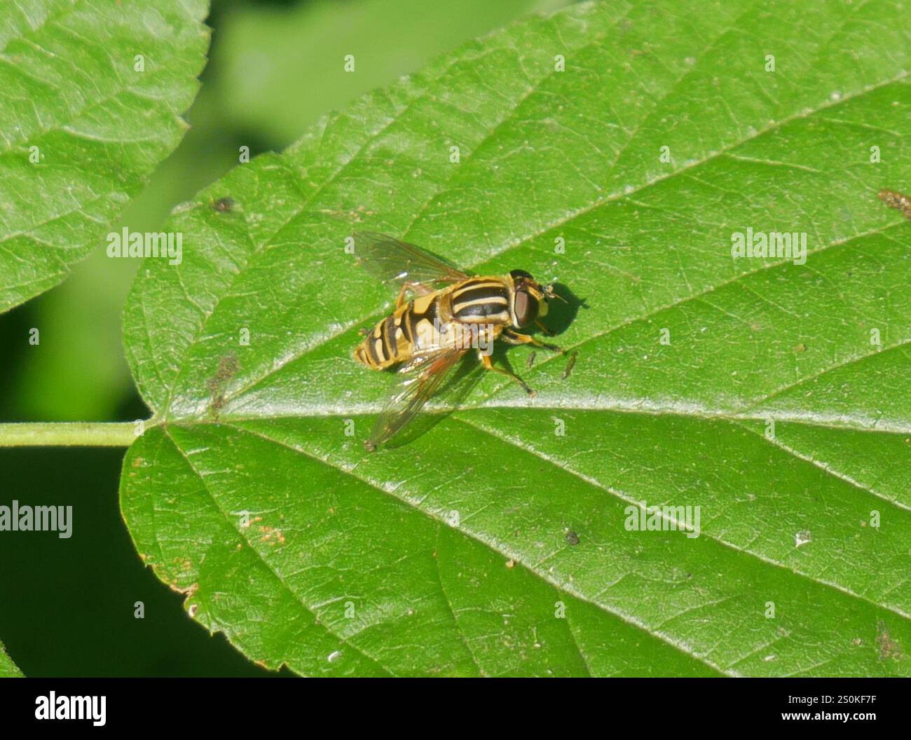 Sun Fly (Helophilus pendulus Stock Photo - Alamy