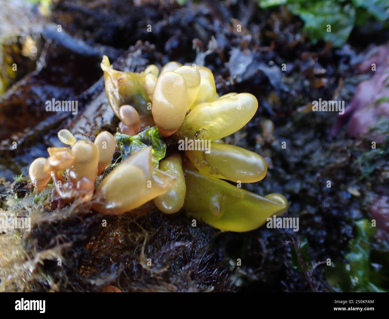 Sea Sacks (Halosaccion glandiforme Stock Photo - Alamy