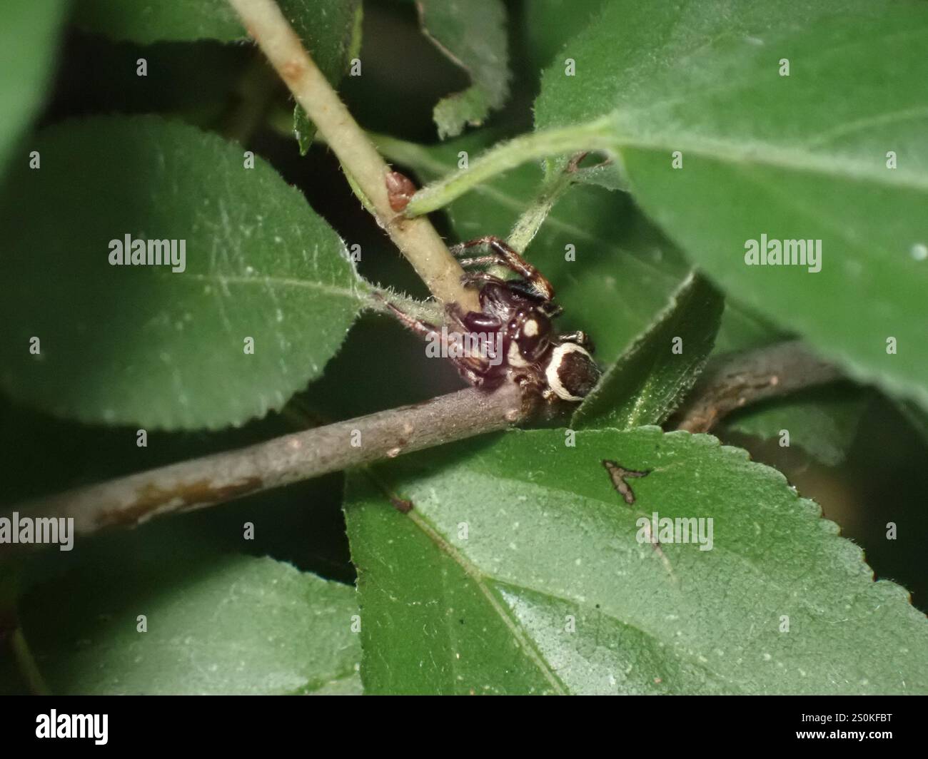 Bronze Jumping Spider (Eris militaris Stock Photo - Alamy