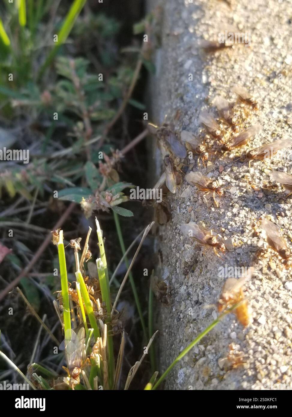 Citronella Ants, Fuzzy Ants, and Allies (Lasius Stock Photo - Alamy