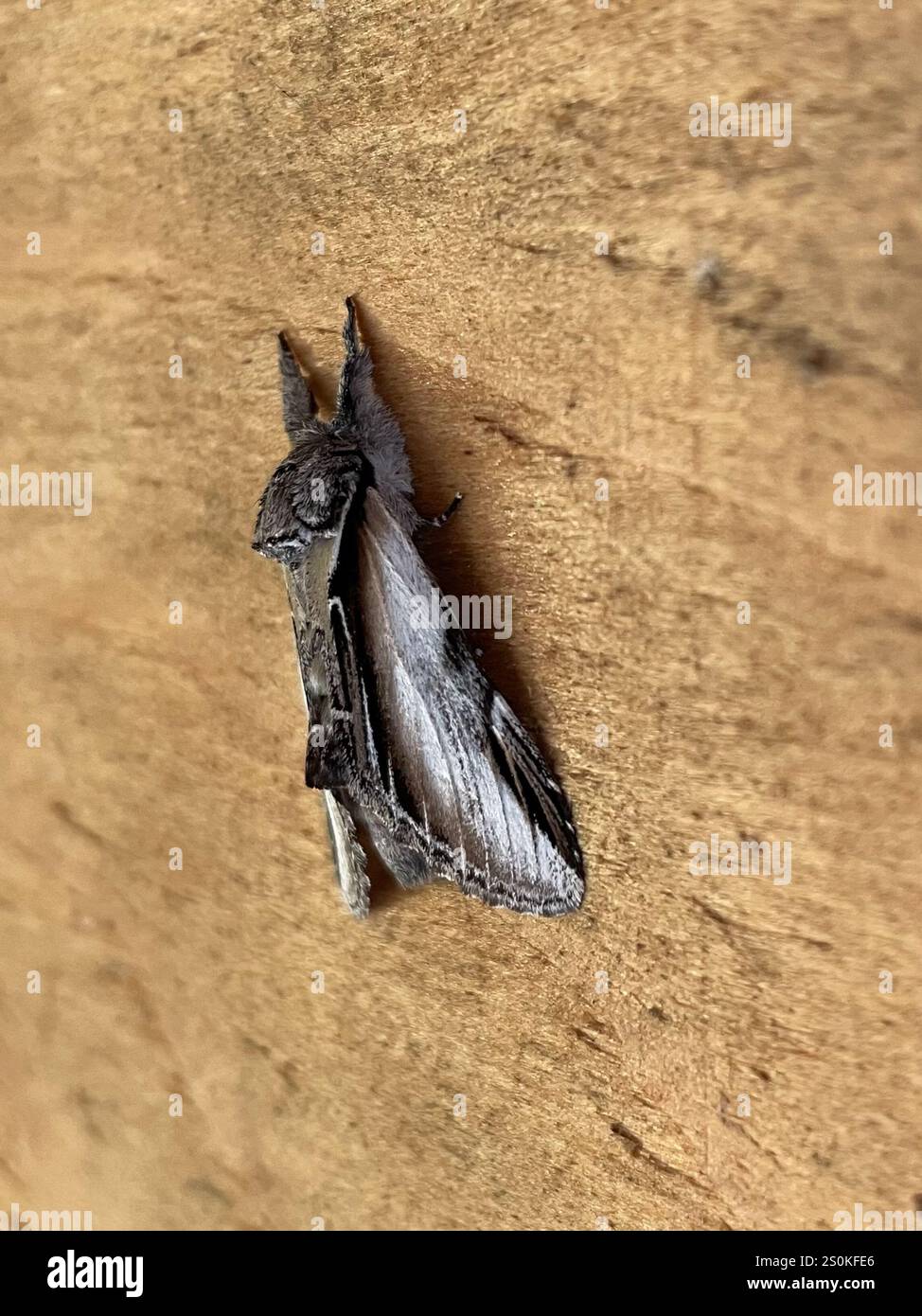 Black-rimmed Prominent (Pheosia rimosa Stock Photo - Alamy