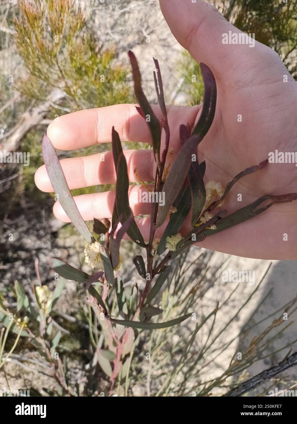 Sweet Wattle (Acacia suaveolens Stock Photo - Alamy