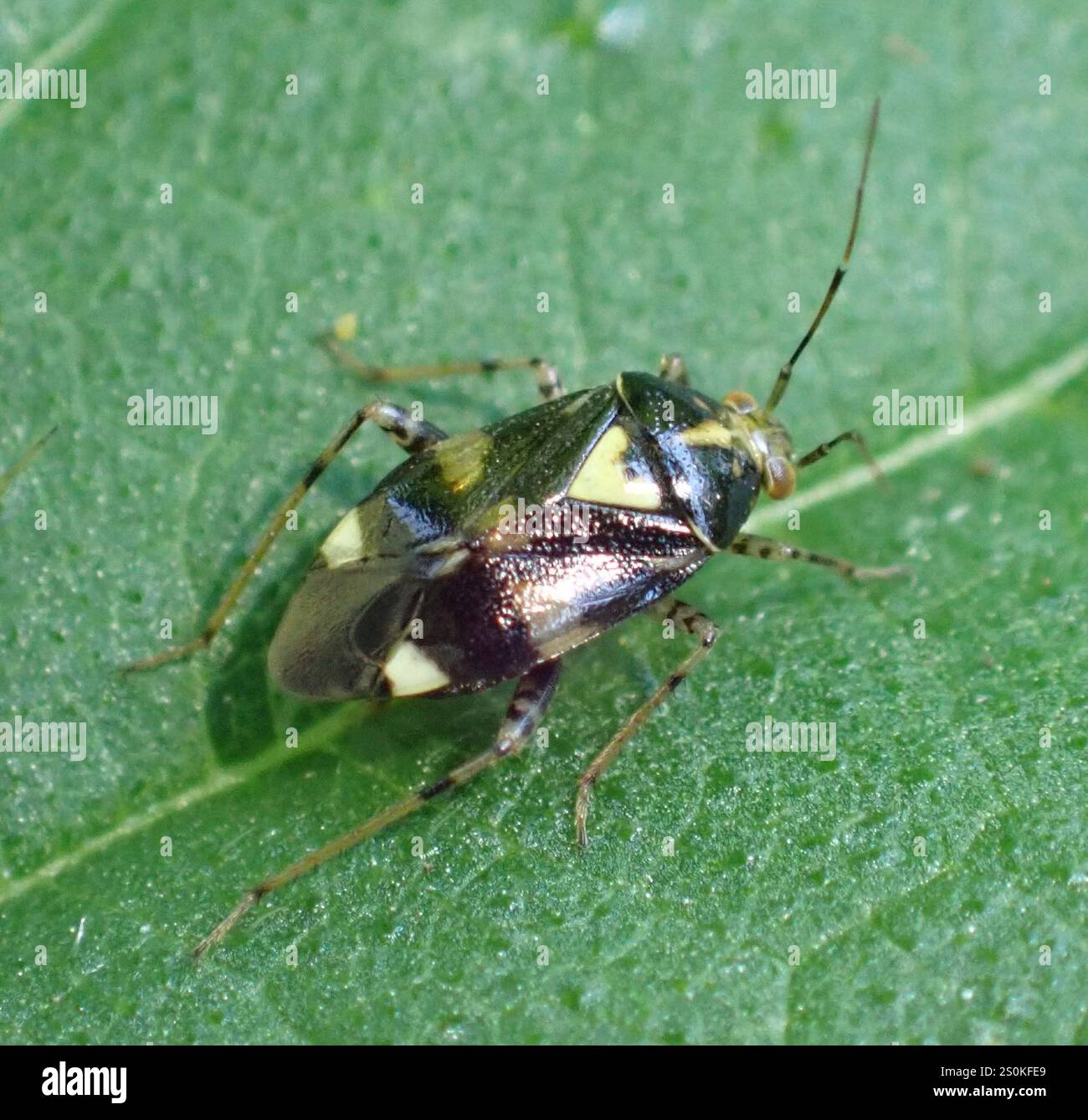 Three Spotted Nettle Bug (Liocoris tripustulatus Stock Photo - Alamy