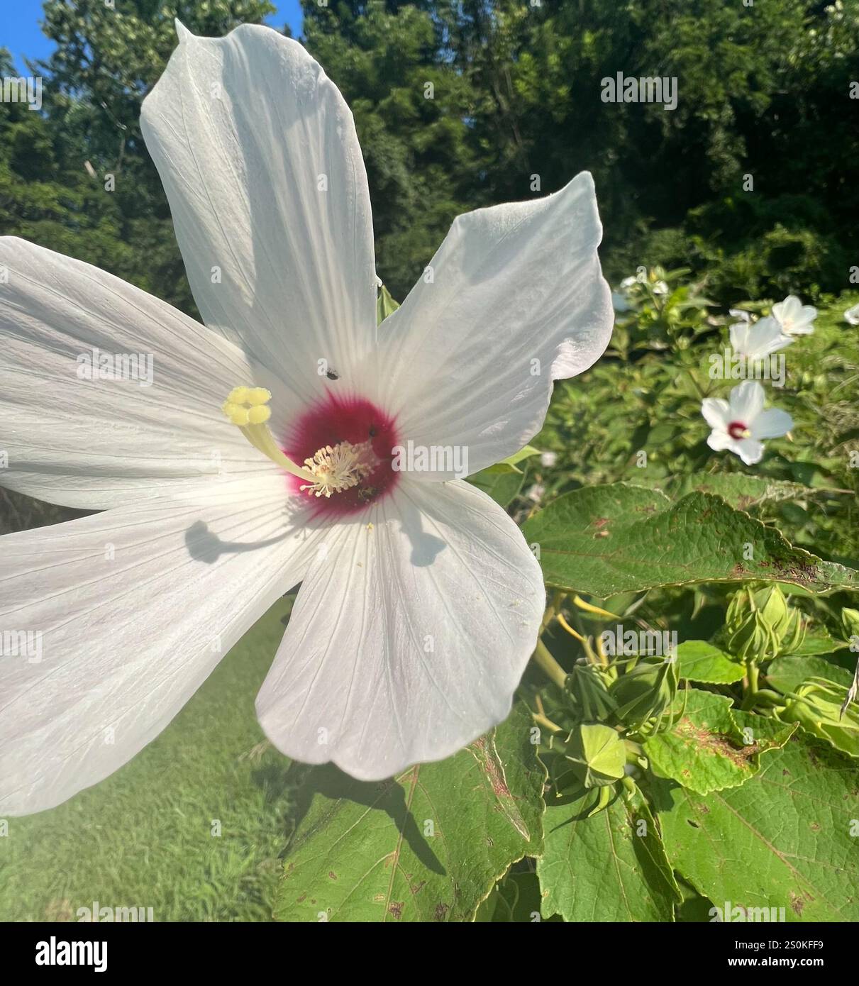 swamp rose mallow (Hibiscus moscheutos Stock Photo - Alamy