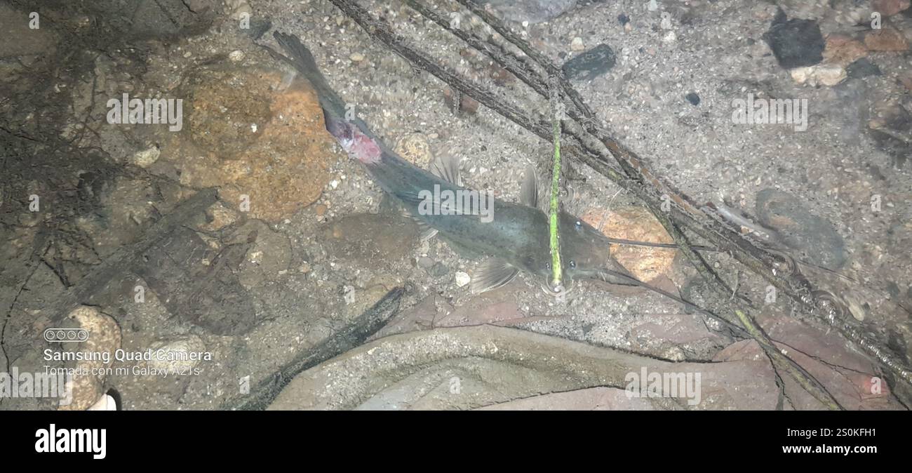 Pale Catfish (Rhamdia guatemalensis Stock Photo - Alamy