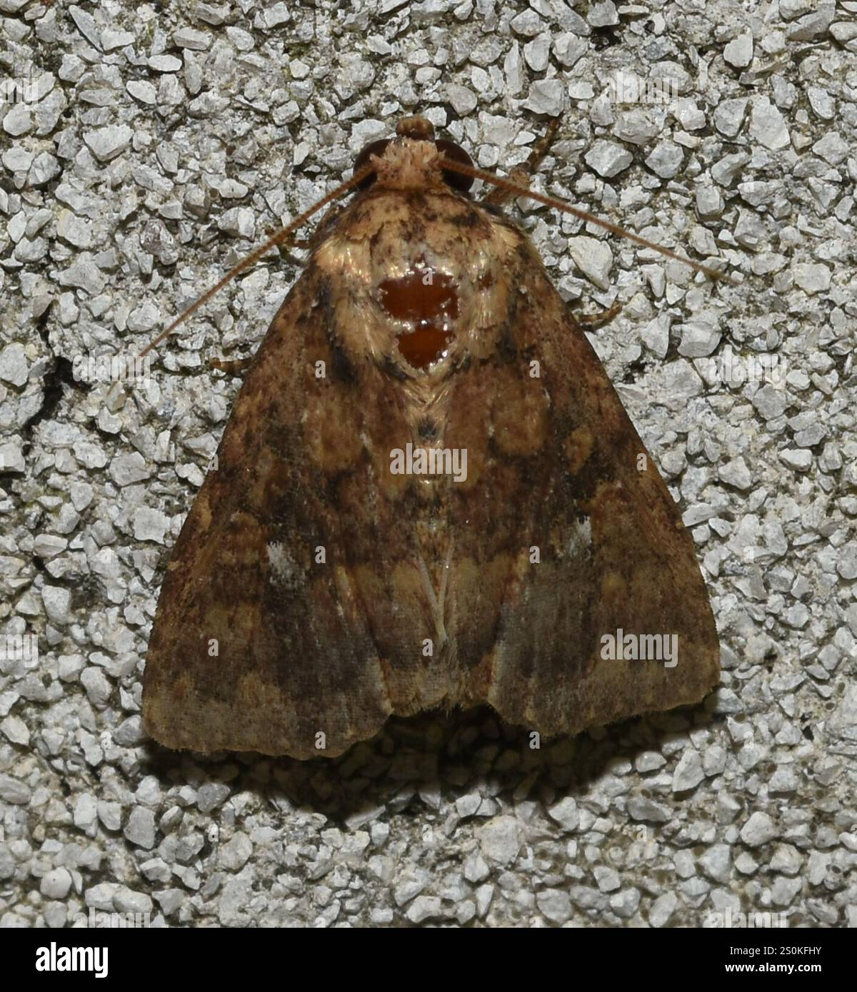 Red Groundling Moth (Perigea xanthioides Stock Photo - Alamy