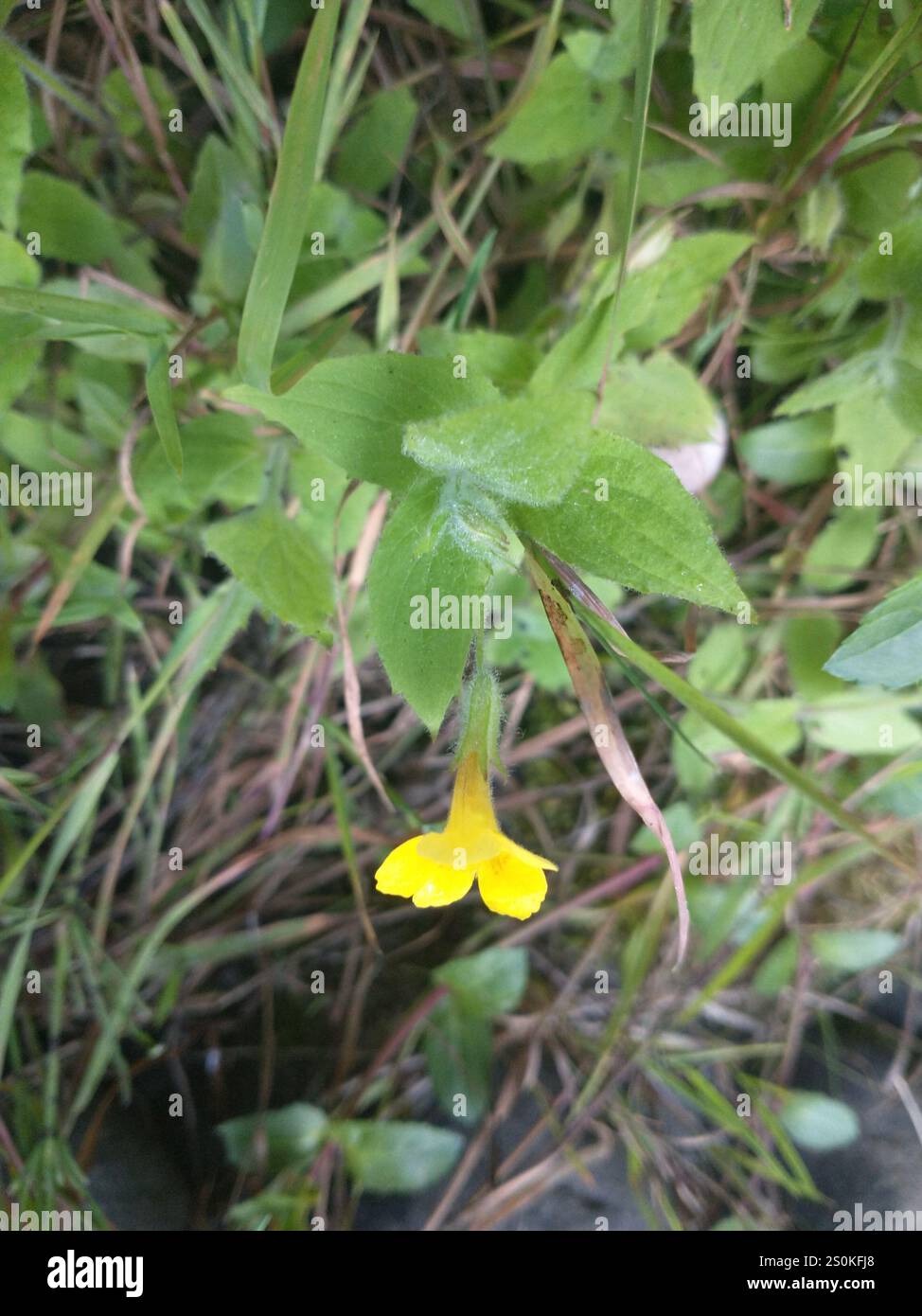 wing-leaf monkeyflower (Erythranthe ptilota Stock Photo - Alamy