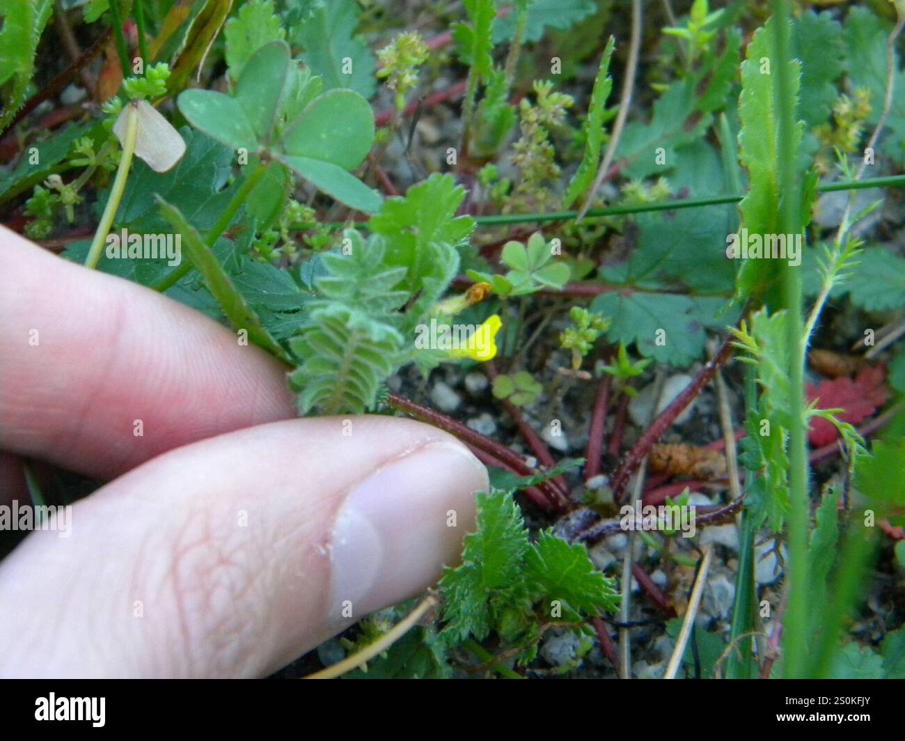 Ornithopus compressus hi-res stock photography and images - Alamy
