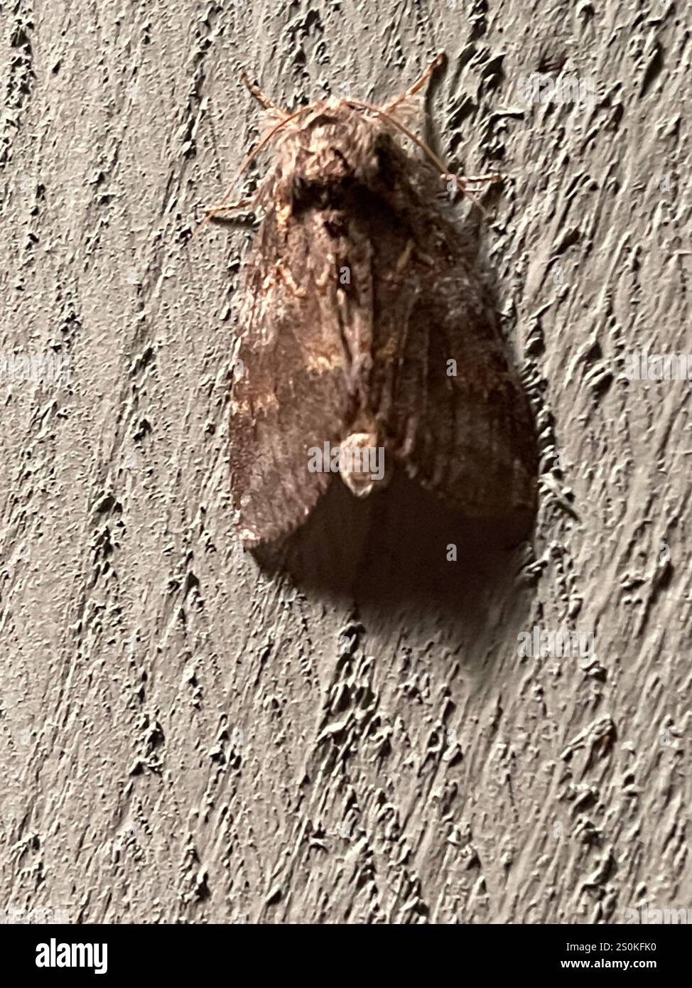 Angulose Prominent (Peridea angulosa Stock Photo - Alamy