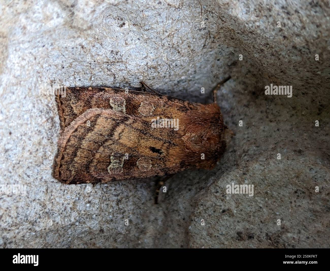Small Square-spot (Diarsia rubi Stock Photo - Alamy