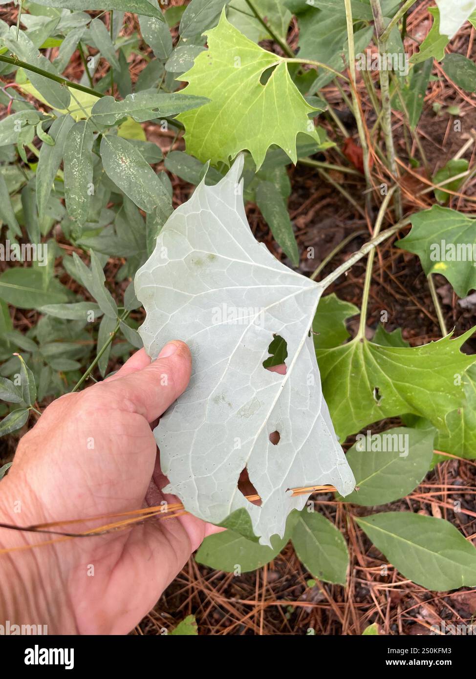 pale Indian plantain (Arnoglossum atriplicifolium Stock Photo - Alamy