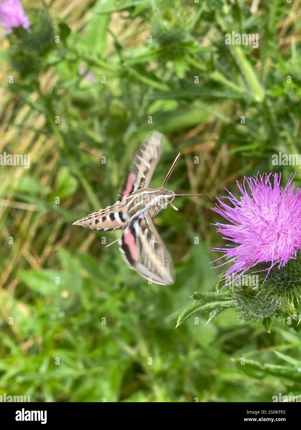 White-lined Sphinx (Hyles lineata Stock Photo - Alamy