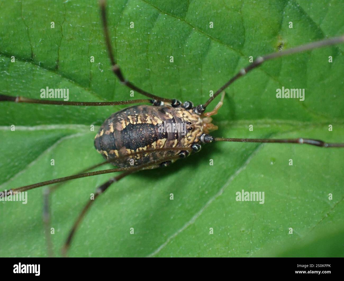 Eastern Harvestman (Leiobunum vittatum Stock Photo - Alamy