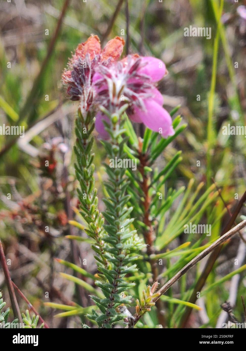 Cross-leaved Heath (Erica tetralix Stock Photo - Alamy