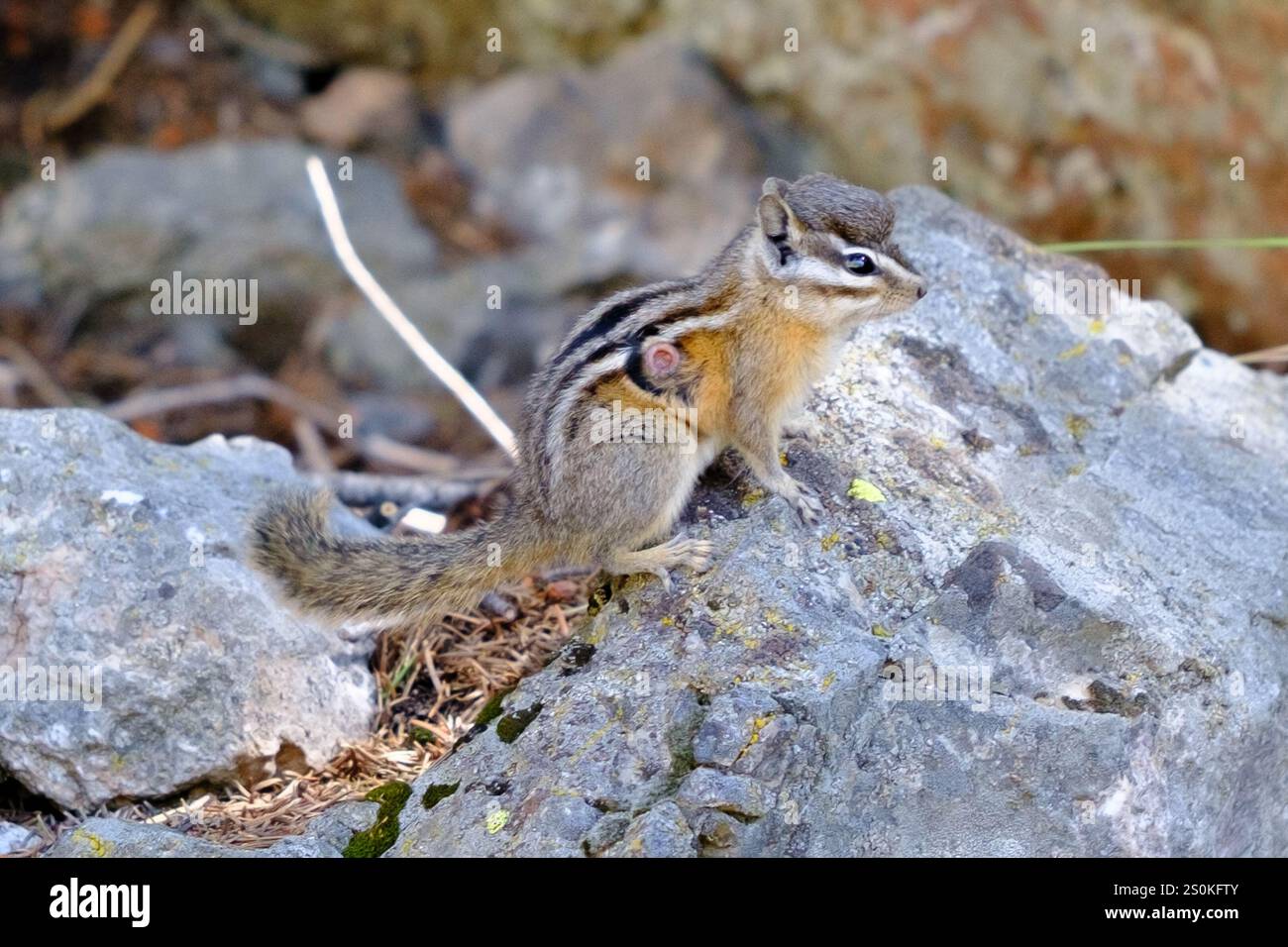 Western Chipmunks (Neotamias Stock Photo - Alamy