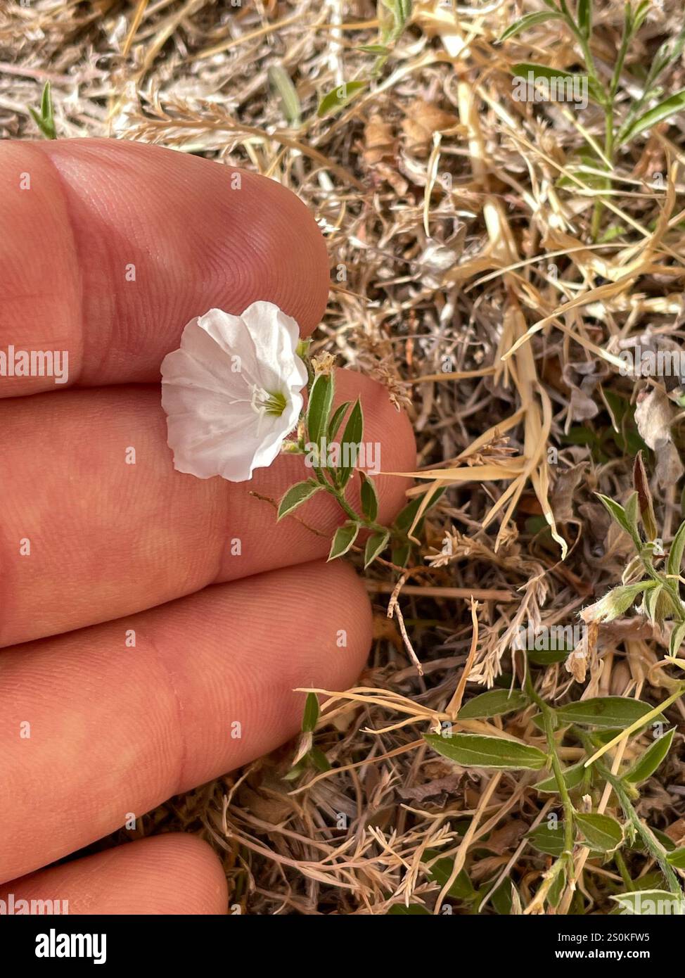 silky evolvulus (Evolvulus sericeus Stock Photo - Alamy