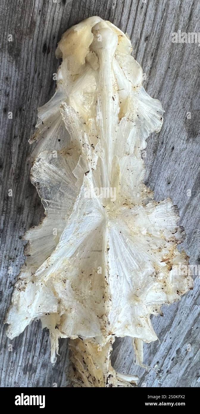 Pacific Cod (Gadus macrocephalus Stock Photo - Alamy