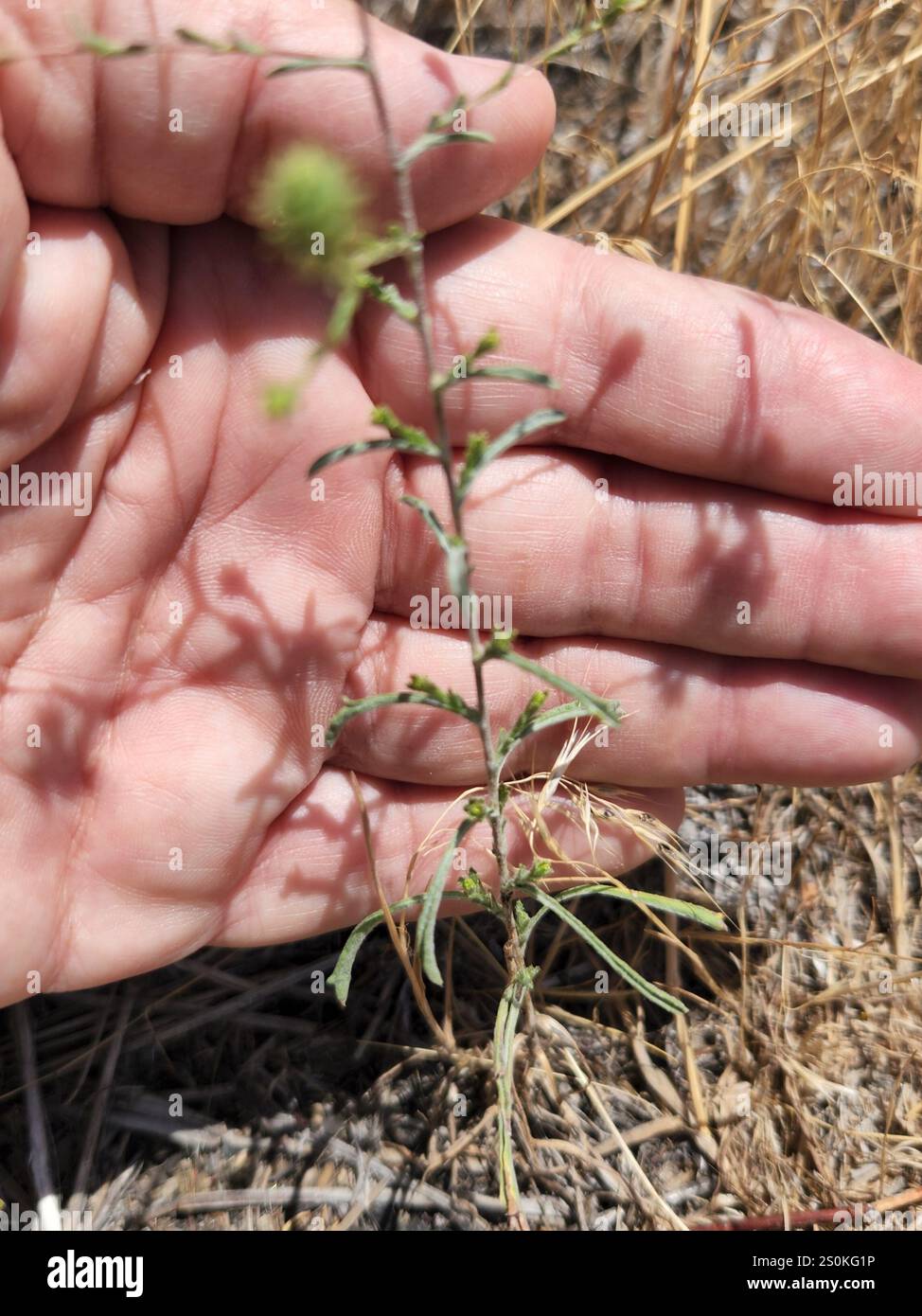 Valley Lessingia (Lessingia glandulifera Stock Photo - Alamy