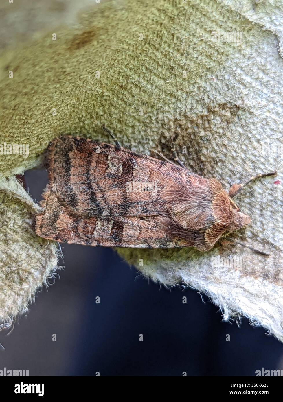 Small Square-spot (Diarsia rubi Stock Photo - Alamy