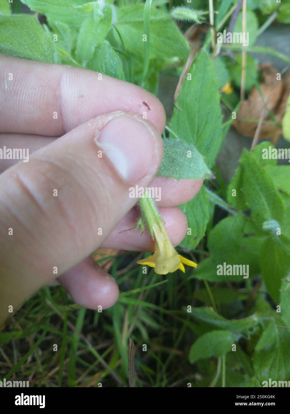 wing-leaf monkeyflower (Erythranthe ptilota Stock Photo - Alamy