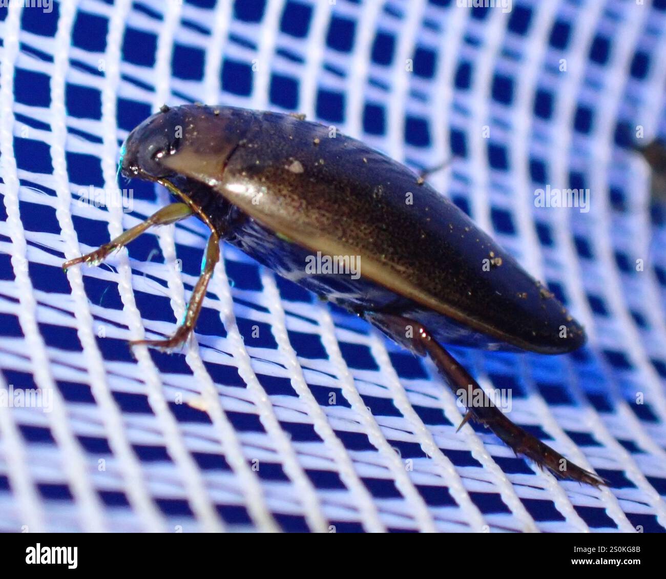 Cosmopolitan Diving Beetle (Rhantus suturalis Stock Photo - Alamy