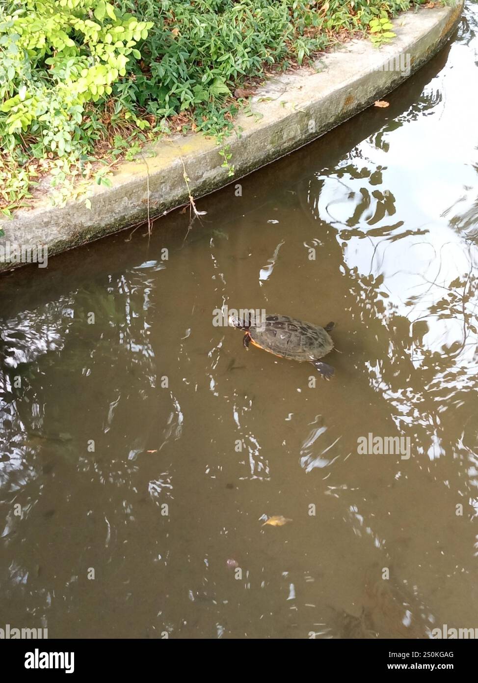 Pond Slider (Trachemys scripta Stock Photo - Alamy