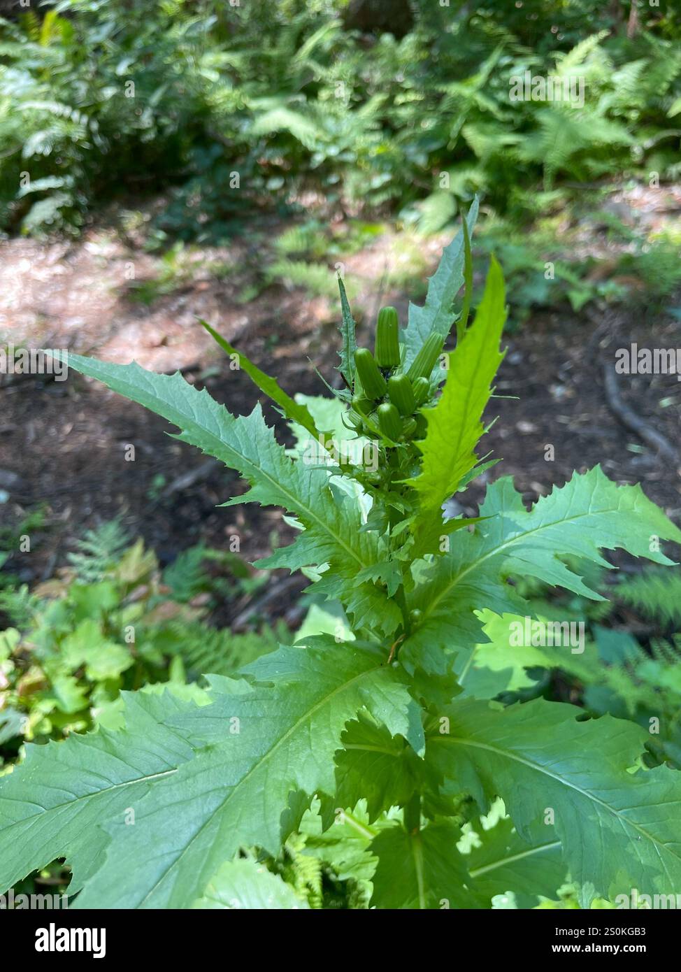 American burnweed (Erechtites hieraciifolius Stock Photo - Alamy